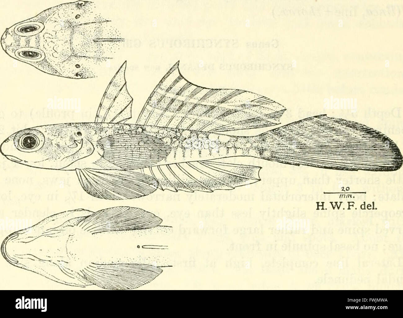 The 1940 bulletin from the United States National Museum presents a ...