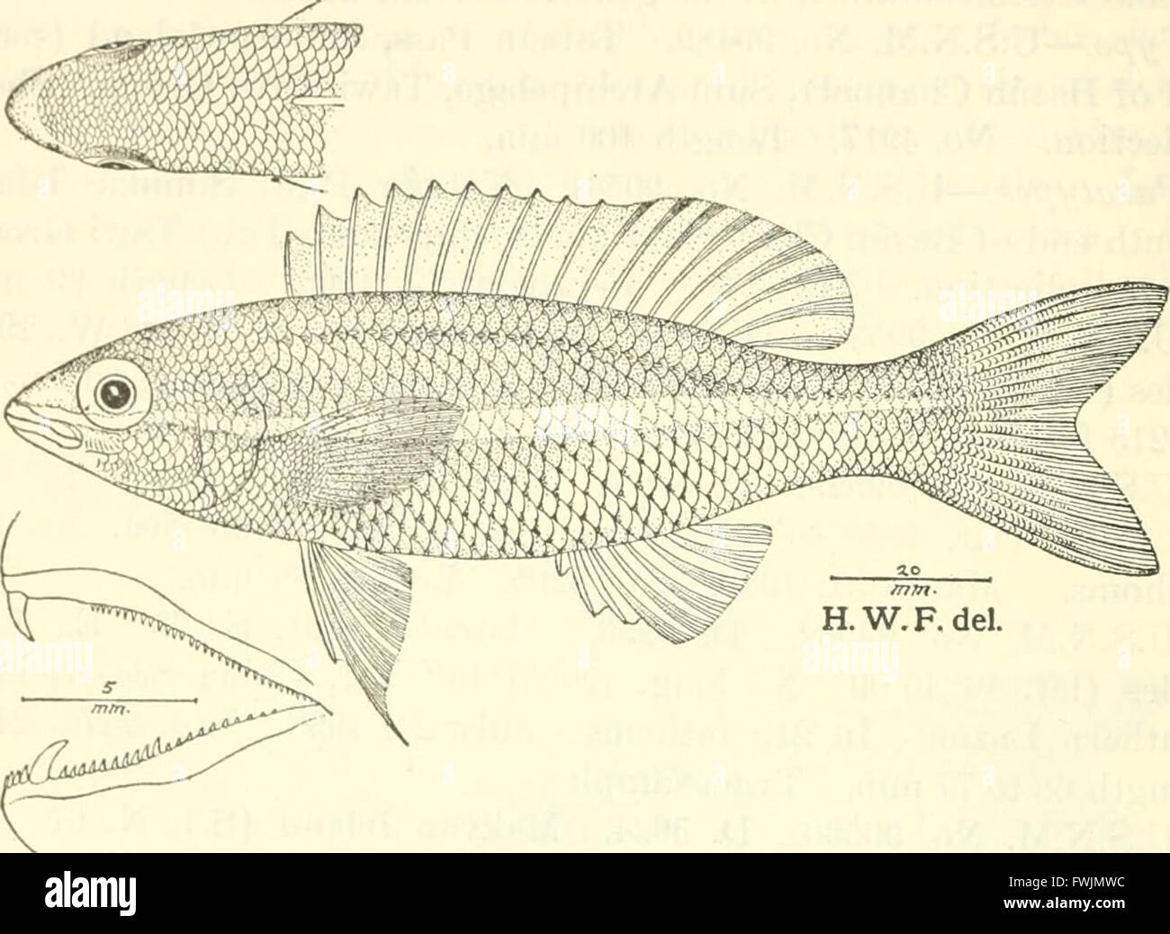 The 1940 edition of the Bulletin from the United States National Museum ...
