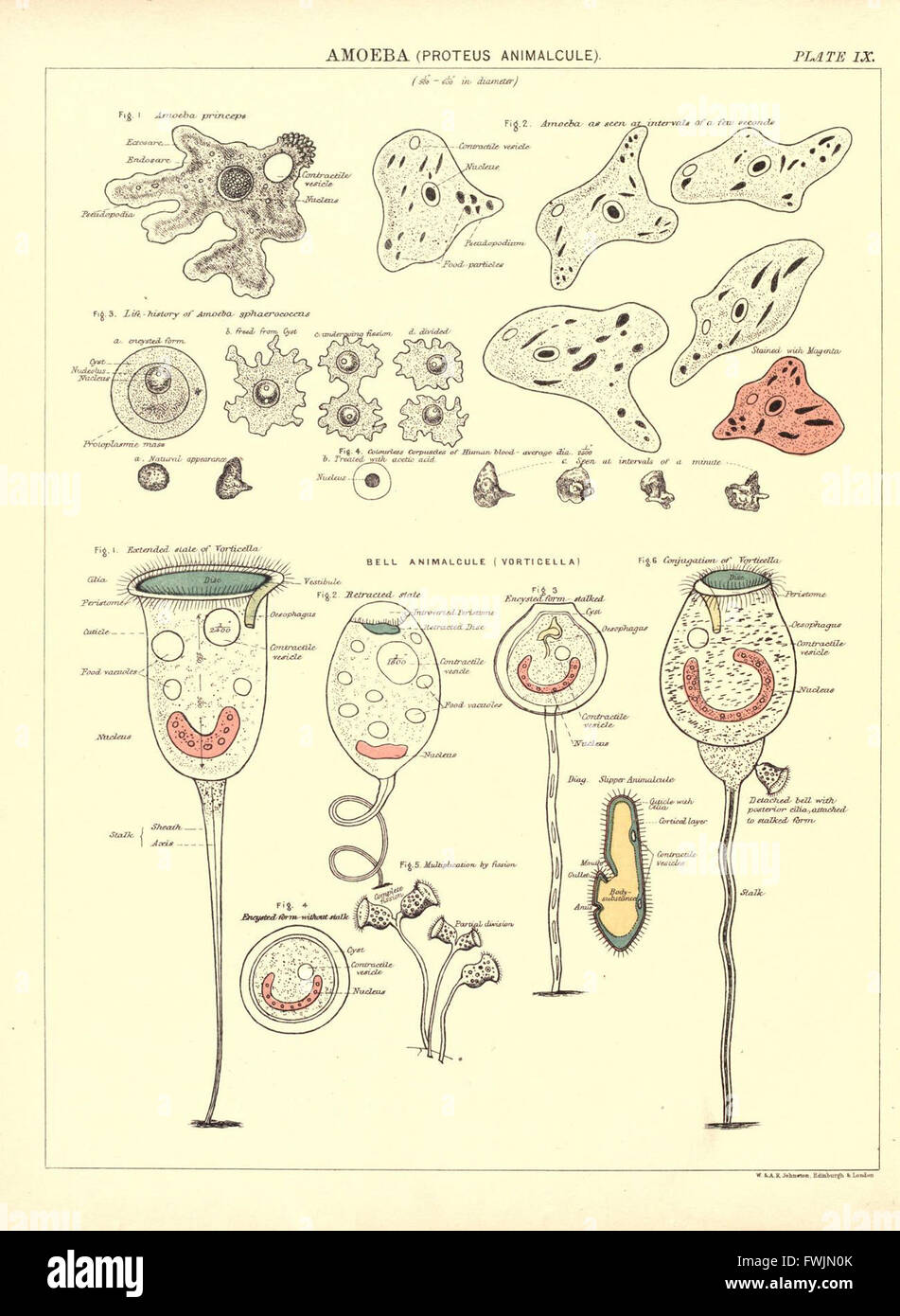 Plate IX of the Biological Atlas features detailed illustrations of ...