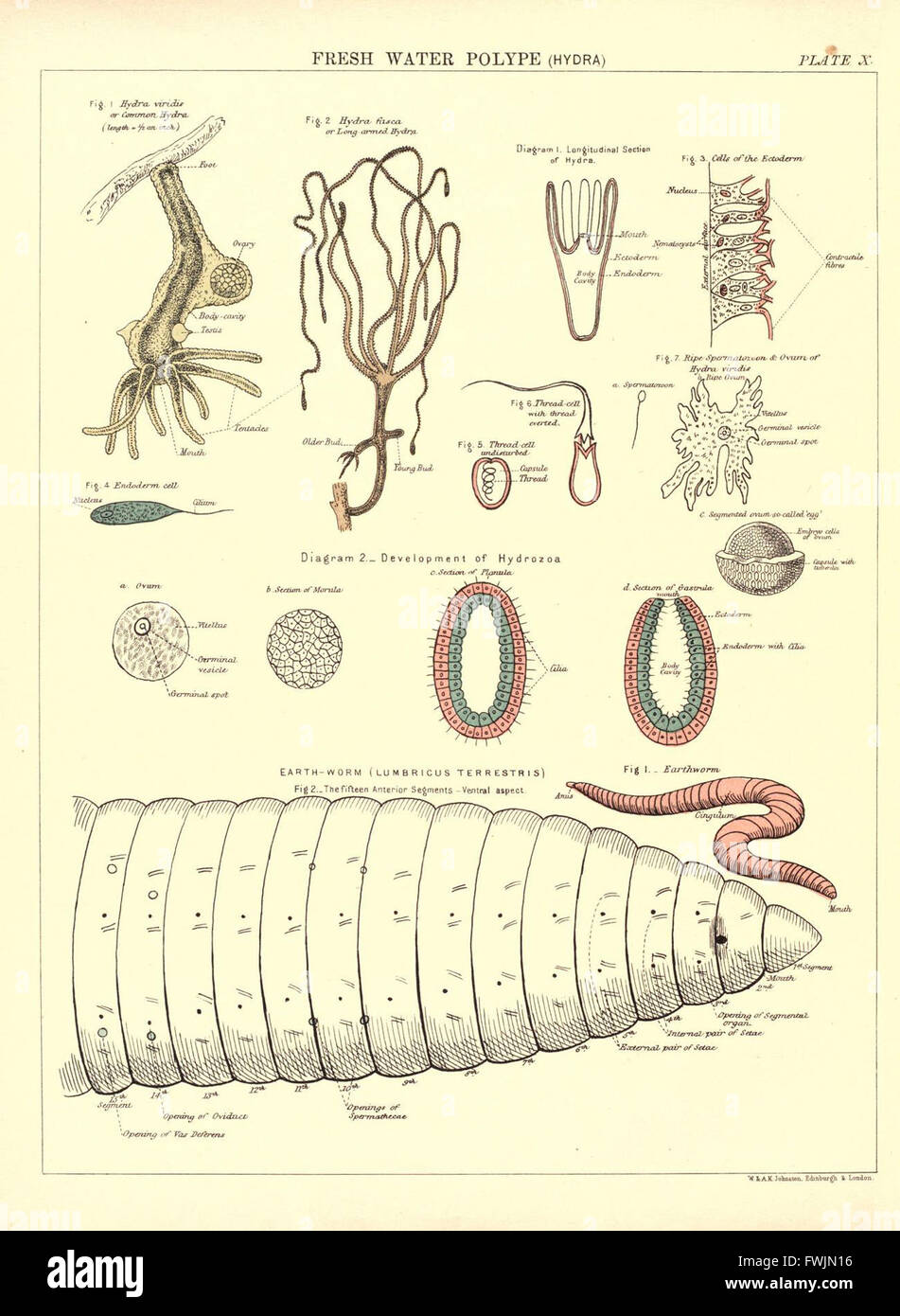 The Biological Atlas Plate X features detailed illustrations of various ...