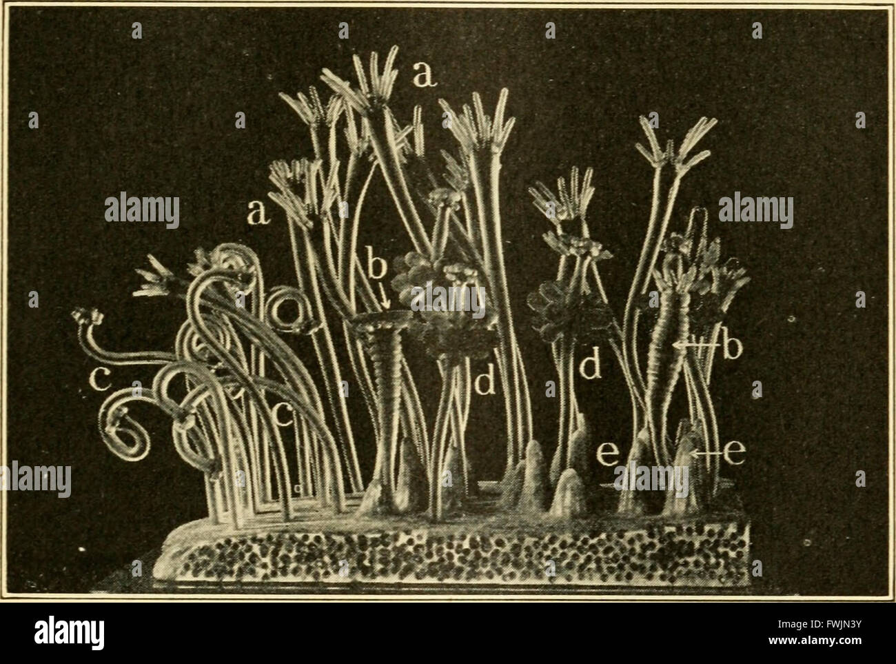 A 1925 publication that explores the relationship between biology and ...