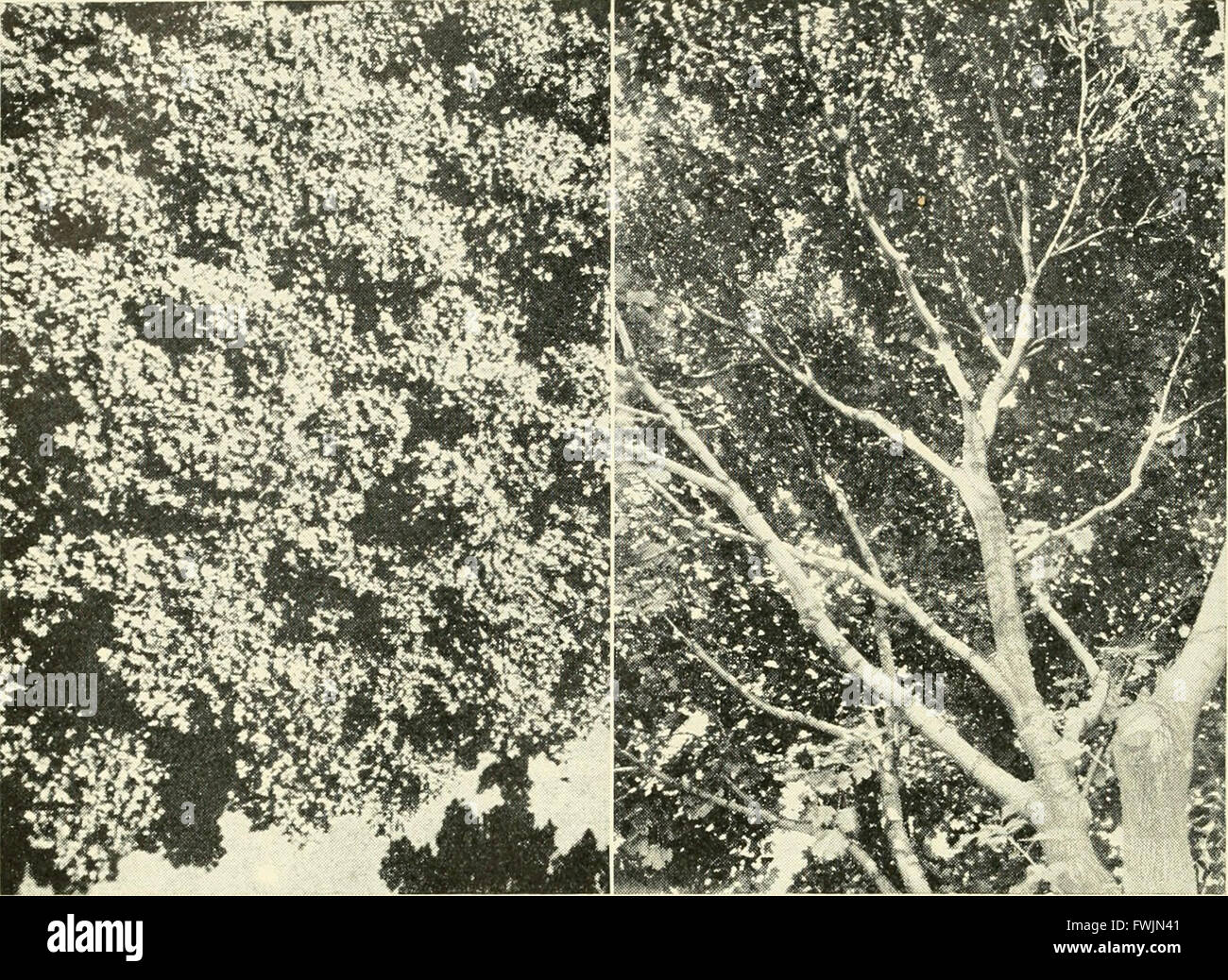 'Biology and Man' (1944) examines the relationship between biology and ...