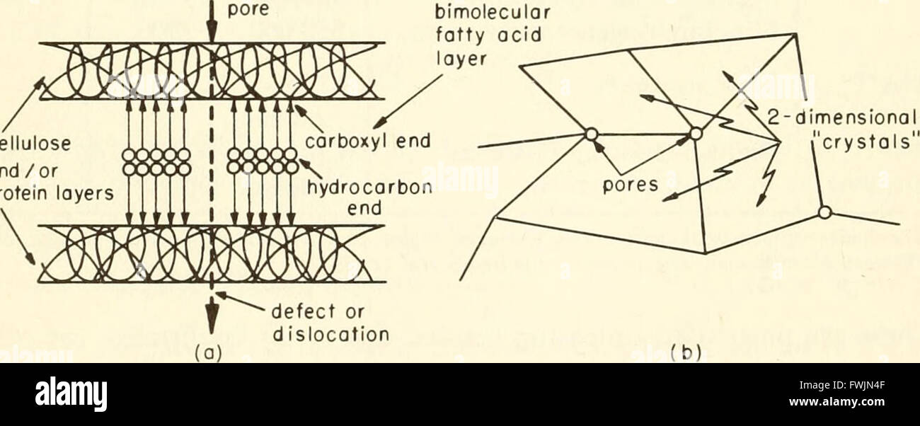'Biophysics - Concepts and Mechanisms' (1962) outlines the fundamental ...