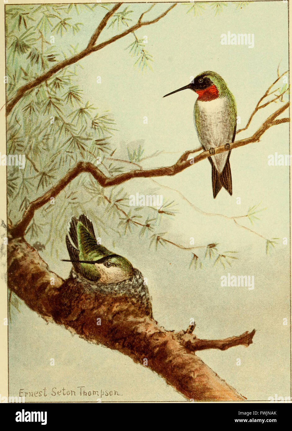 A 1898 field guide for the identification and study of common bird ...