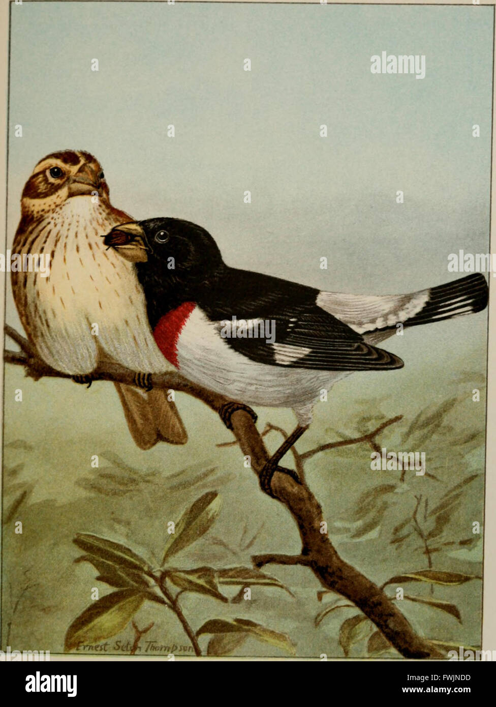 This 1900 guide offers a detailed study of common bird species ...