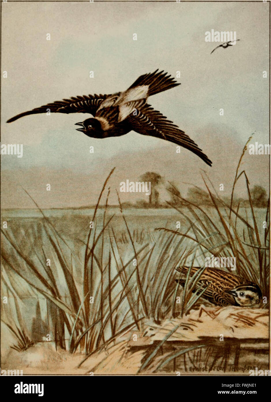 'Bird-life' (1900) is a guide to studying common birds, offering ...