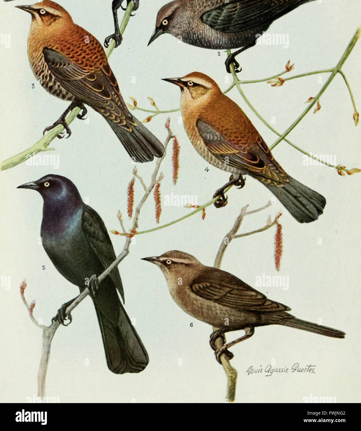 Book bird lore hi-res stock photography and images - Alamy