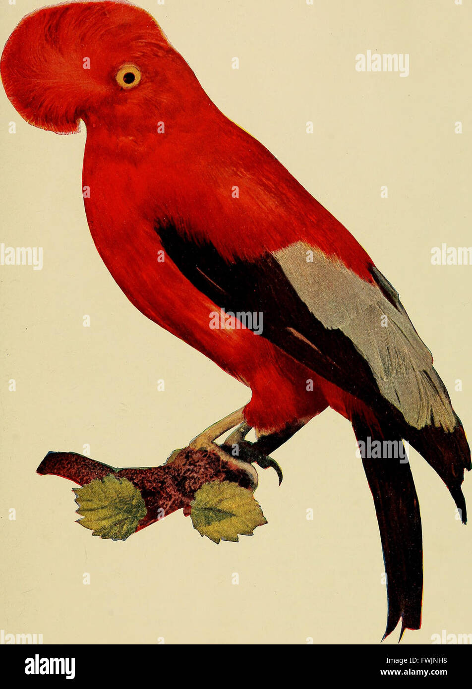 A 1897 monthly serial featuring color photography of various bird ...