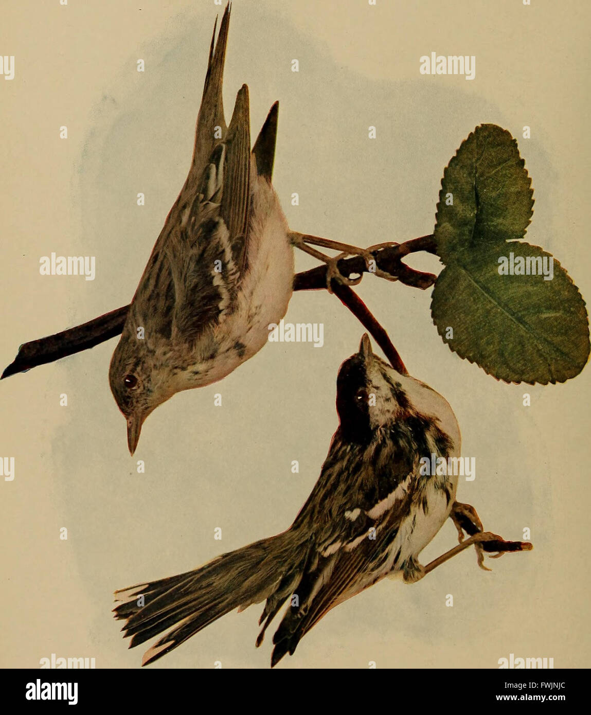 'Birds and Nature' (1901) is a publication focusing on the study of ...