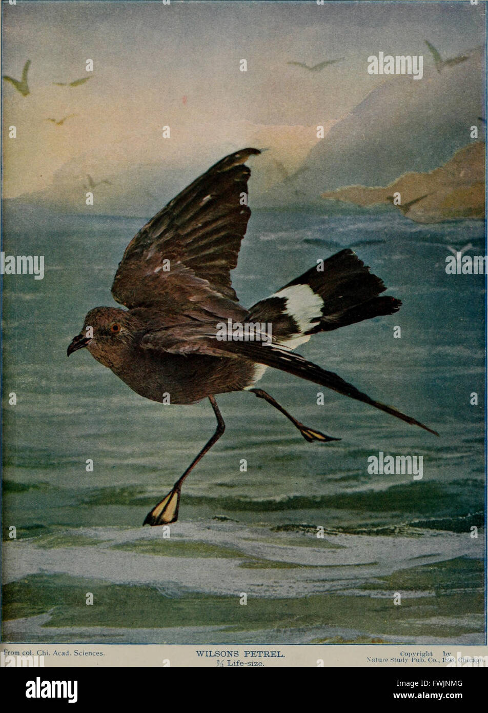 This 1913 publication provides a detailed, colorful portrayal of 400 ...