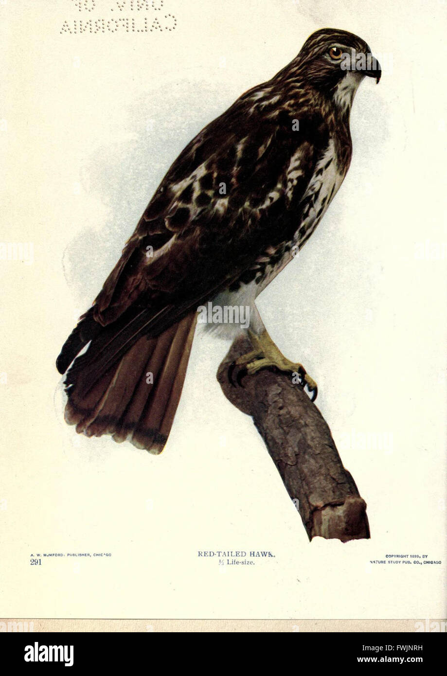 Birds of Buzzard's Roost (Plate IV) showcases bird species native to ...