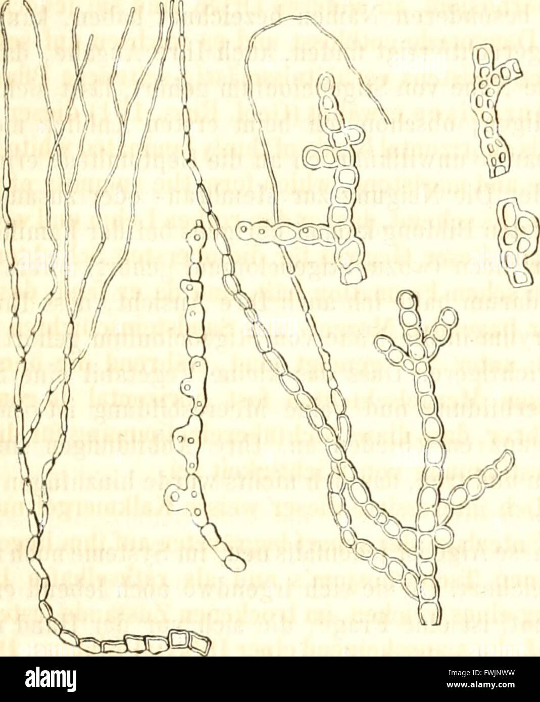 A scientific bulletin from the Imperial Academy of Sciences in St ...