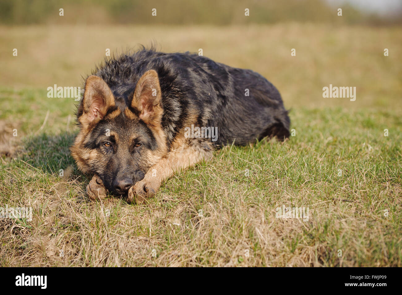 German Shepherd Dog And Her Puppy High Resolution Stock Photography and ...