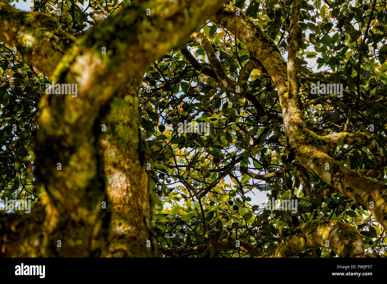 Avocado tree hi-res stock photography and images - Alamy