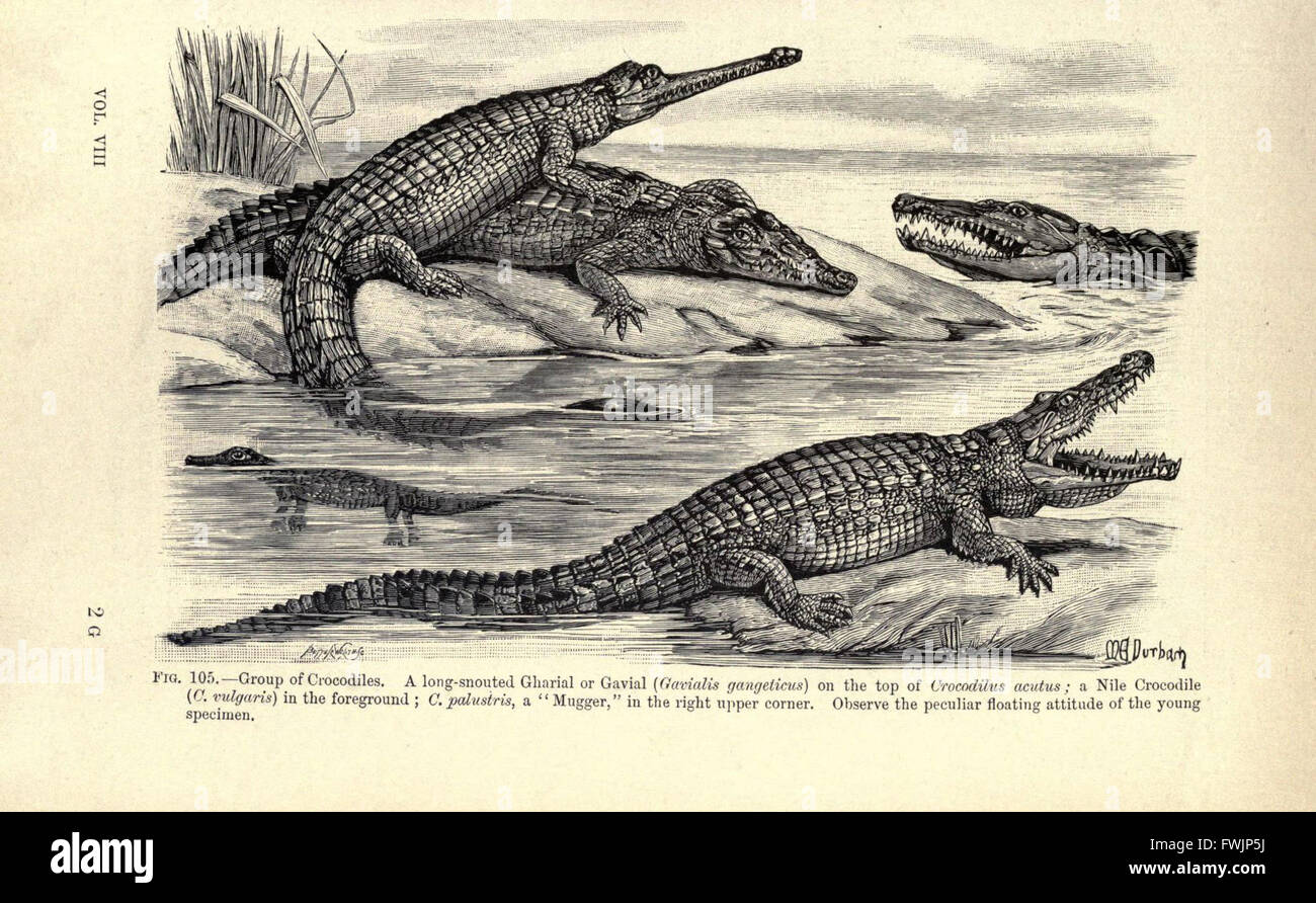 A detailed study of amphibians and reptiles, including species ...