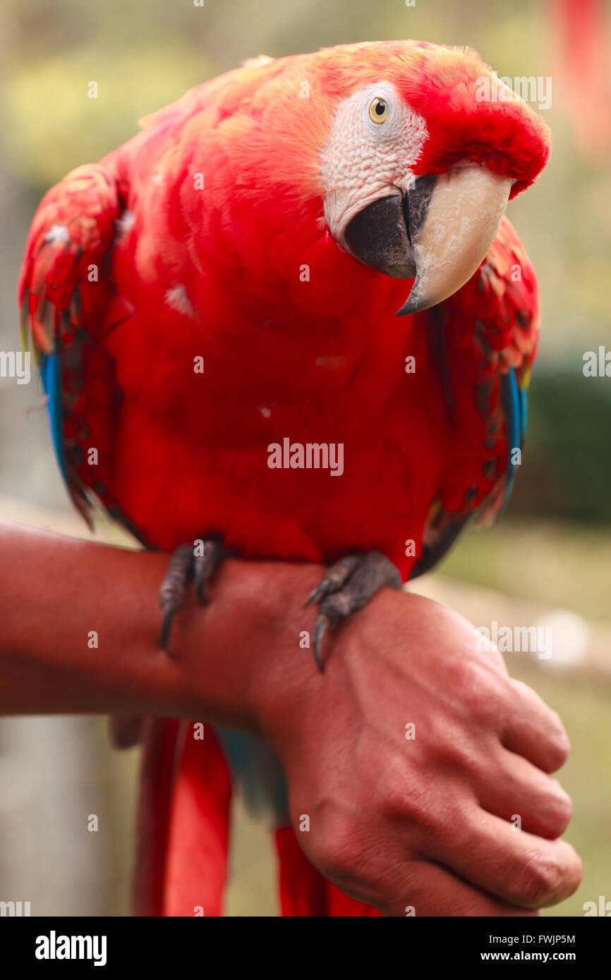 Close Up Of Red Scarlet Macaw Domesticated Parrot Sitting On A Human ...