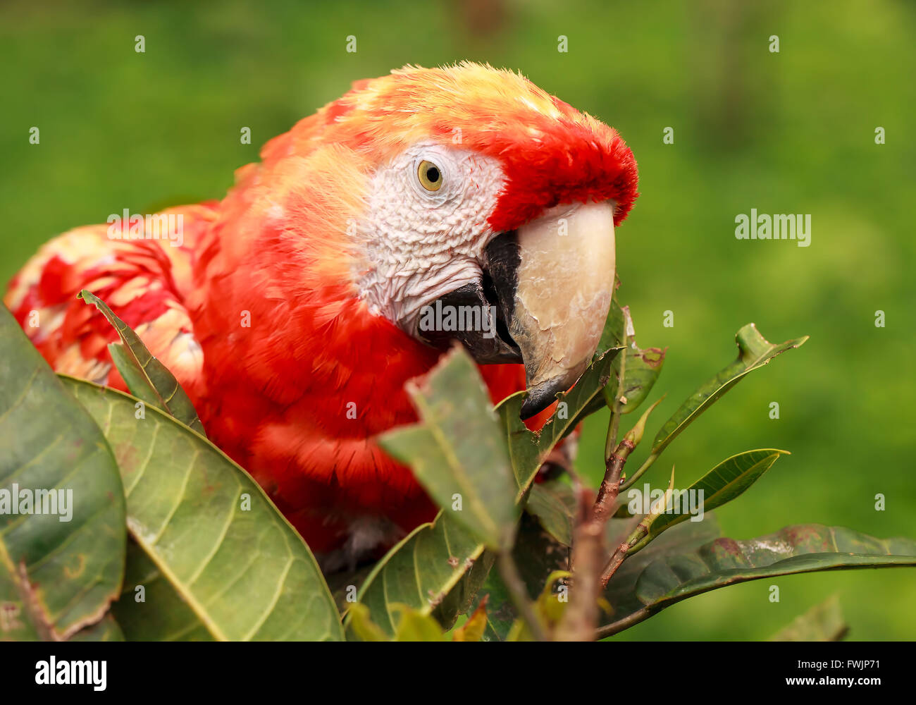 Scarlet macaw in rainforest hi-res stock photography and images - Alamy