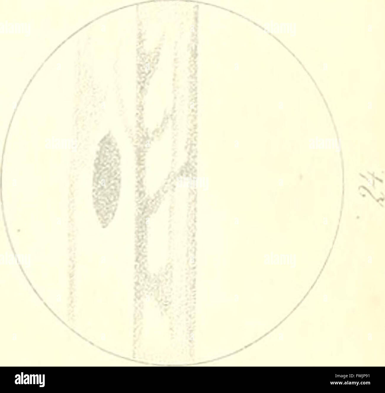 A scientific bulletin from the Imperial Academy of Sciences of St ...