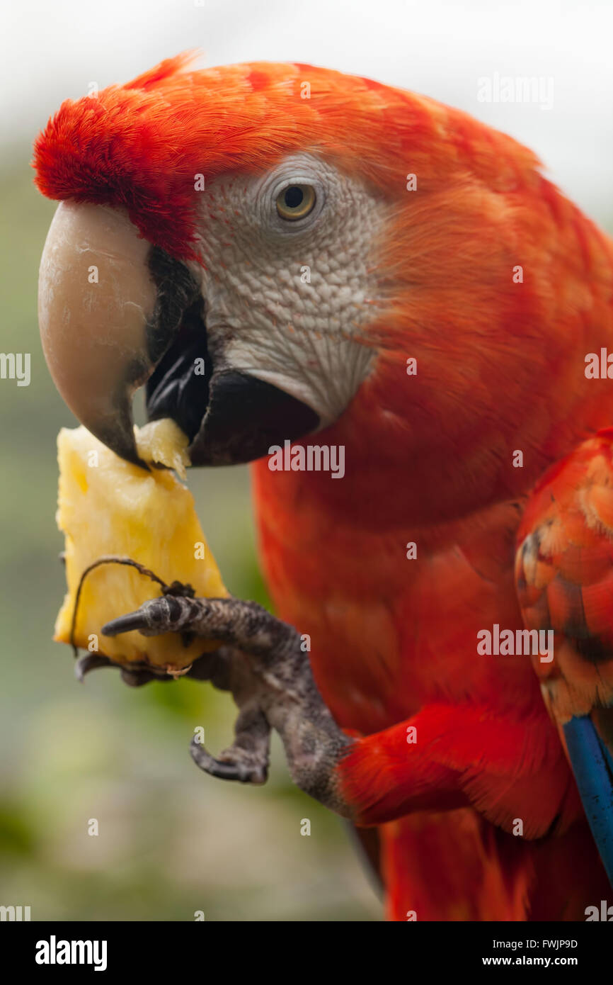 View Of Free, Red Scarlet Macaw Parrot Eating Pineapple, South America ...