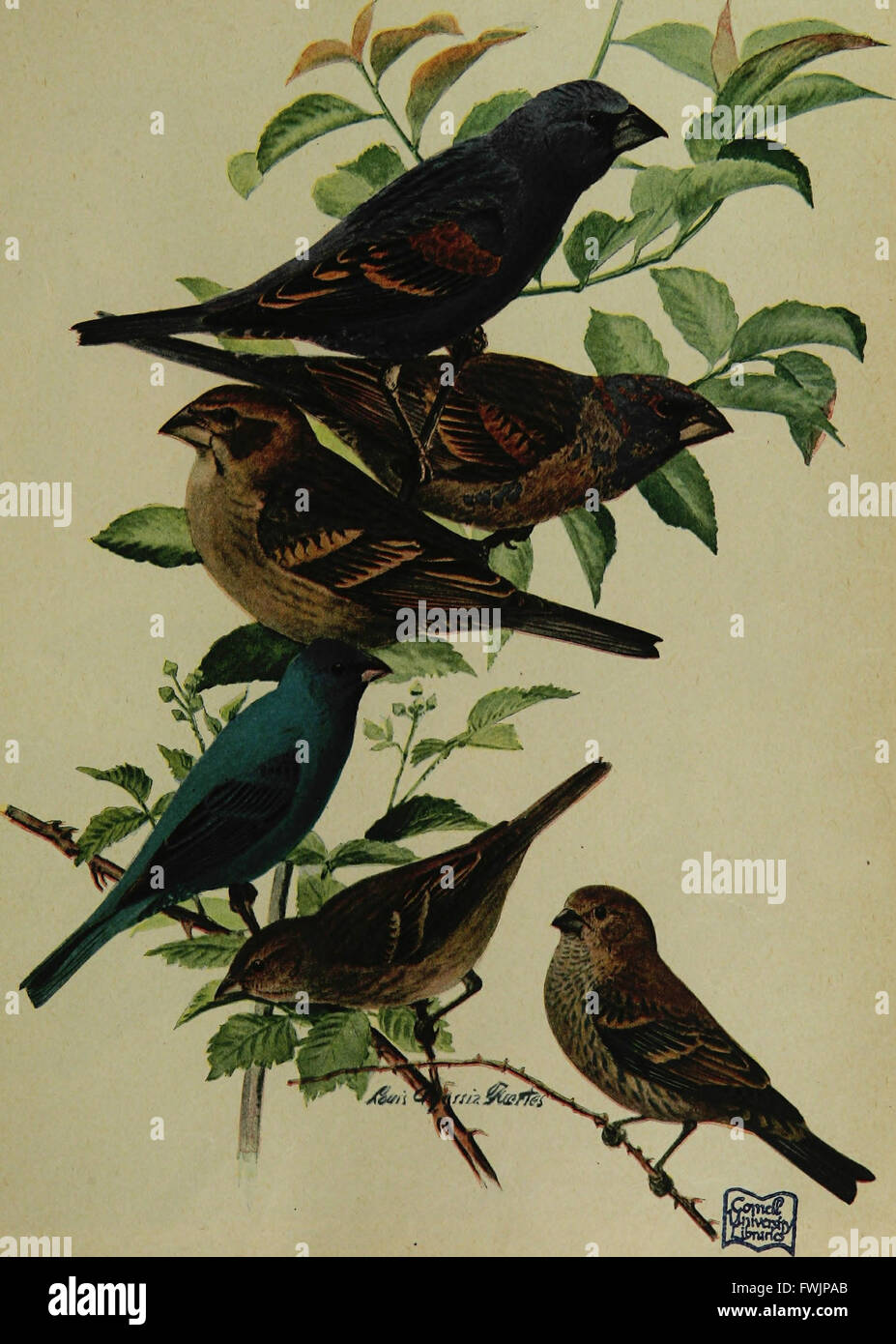 Birds of New York (1910) is a comprehensive guide to the bird species ...