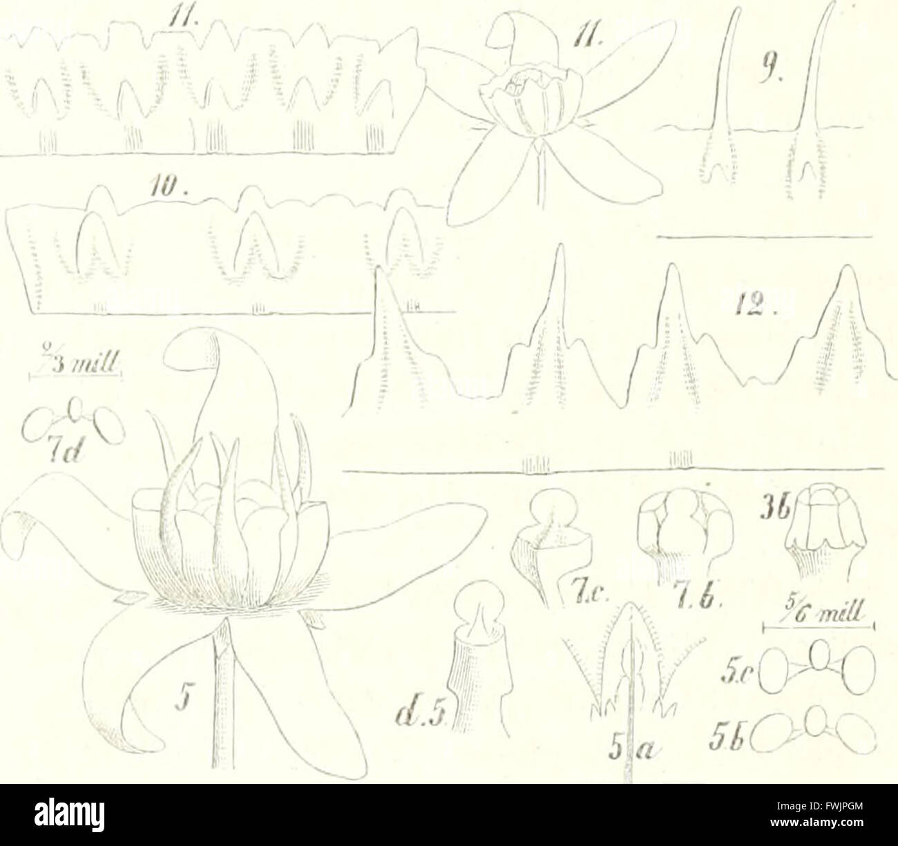 A scientific bulletin from the Imperial Academy of Sciences in St ...