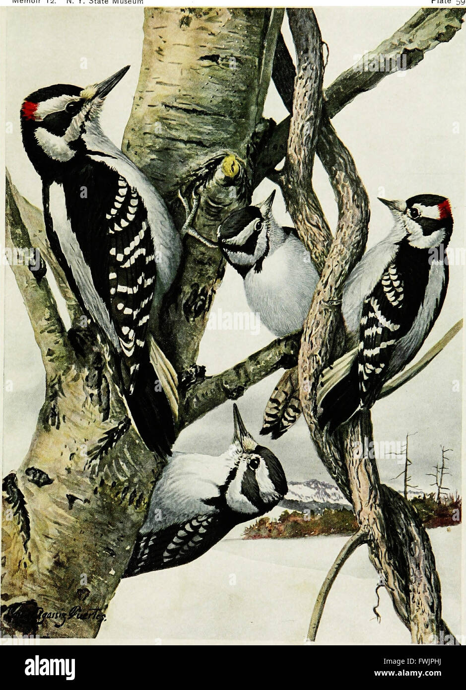 *Birds of New York* (1914) provides a detailed account of the bird ...