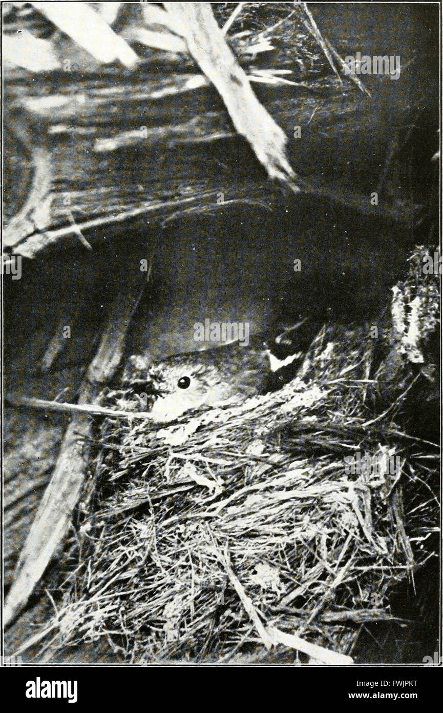 Birds of our bush; or, Photography for nature-lovers (1900 Stock Photo ...
