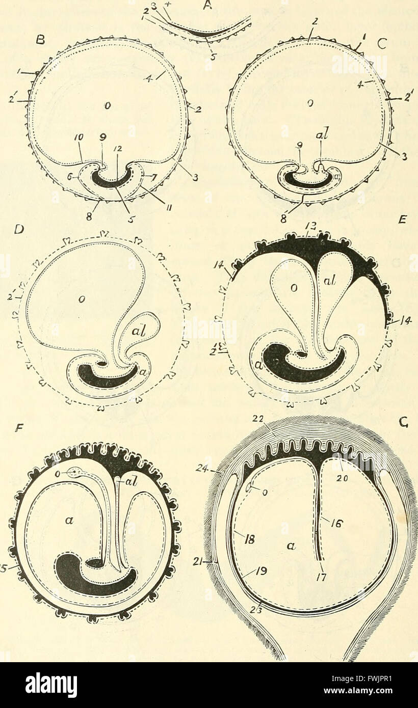 Descriptive anatomy hi-res stock photography and images - Alamy