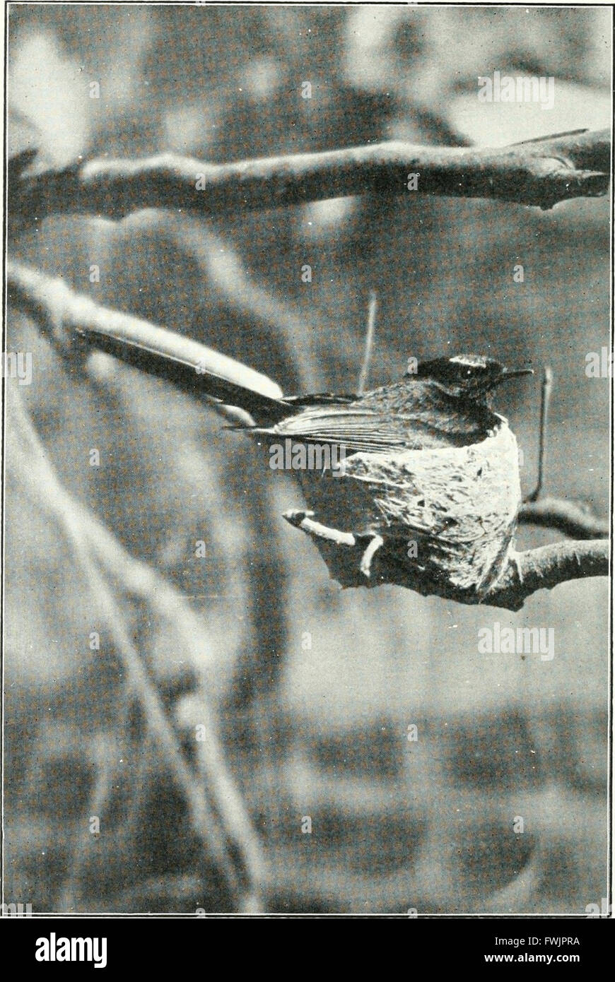Birds of our bush; or, Photography for nature-lovers (1900 Stock Photo ...