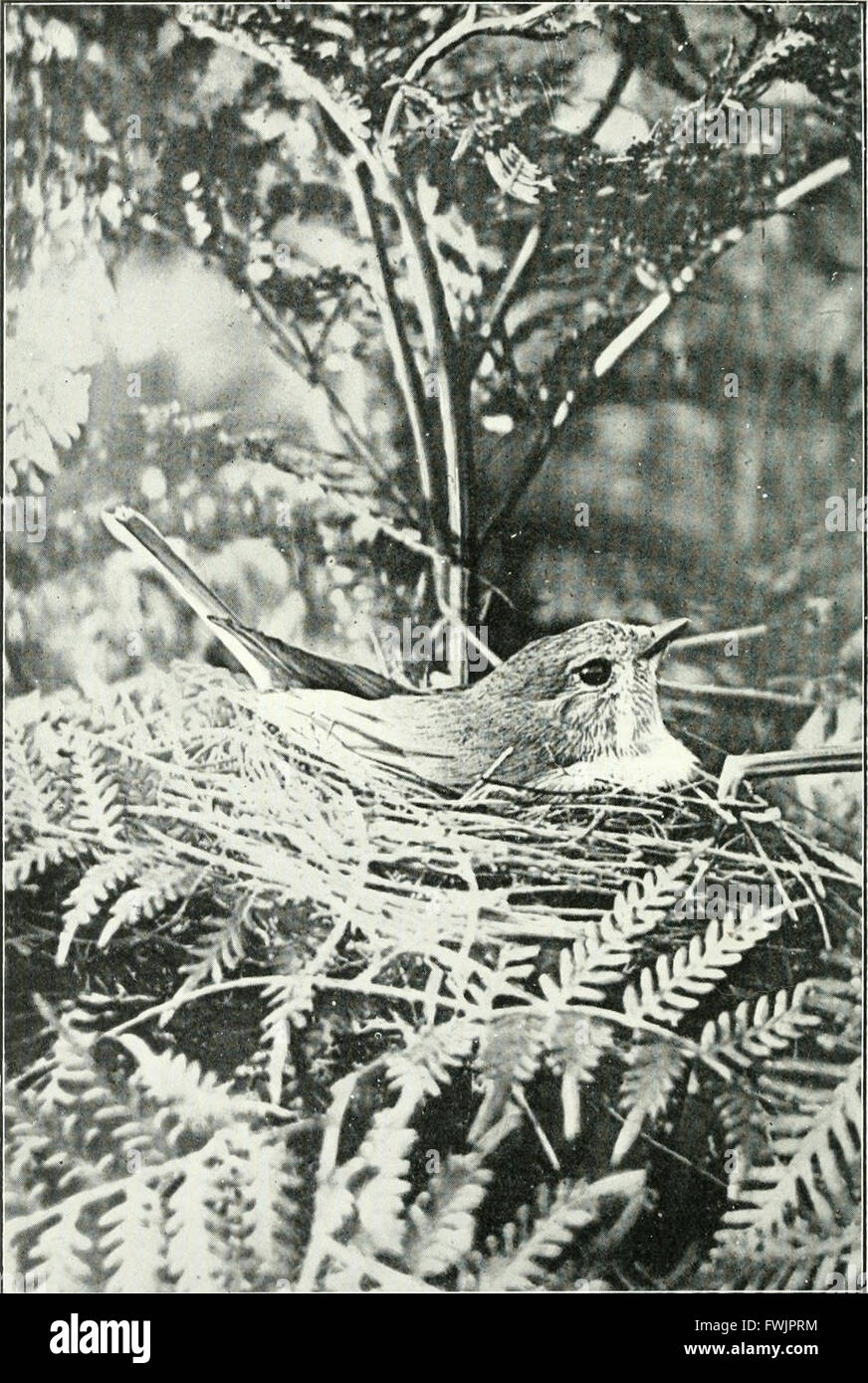 Birds of our bush; or, Photography for nature-lovers (1900 Stock Photo ...
