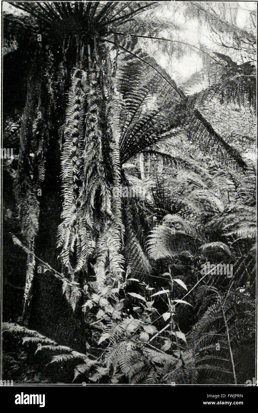 Birds of our bush; or, Photography for nature-lovers (1900 Stock Photo ...