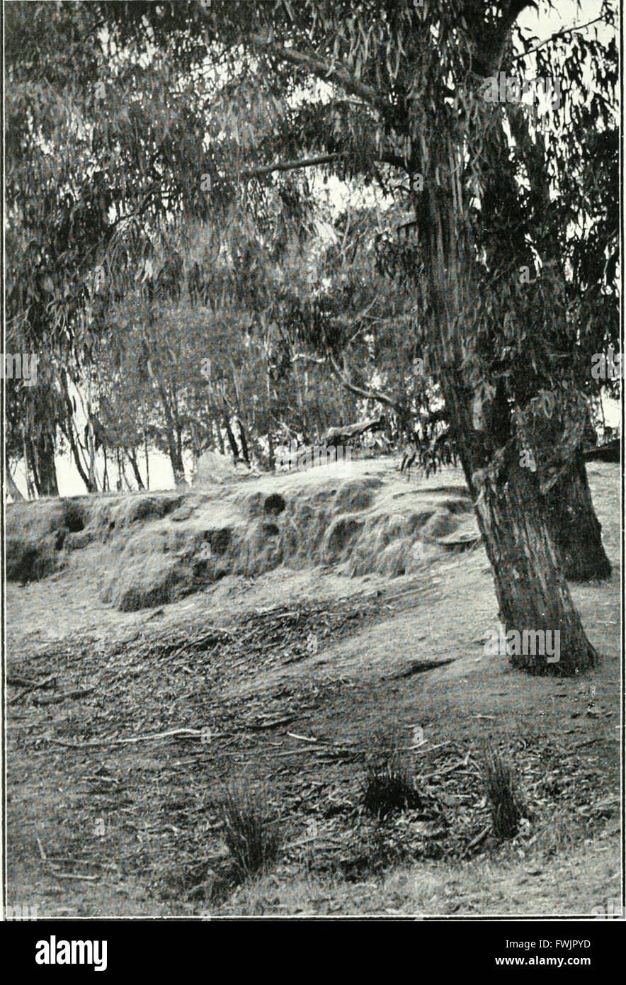 Birds of Our Bush (1900) is a nature photography guide that focuses on ...