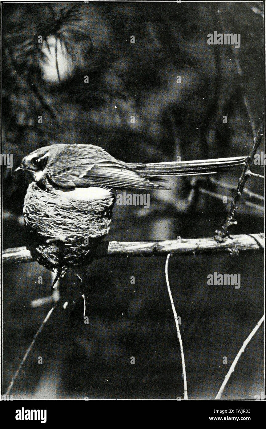 Birds of our bush; or, Photography for nature-lovers (1900 Stock Photo ...
