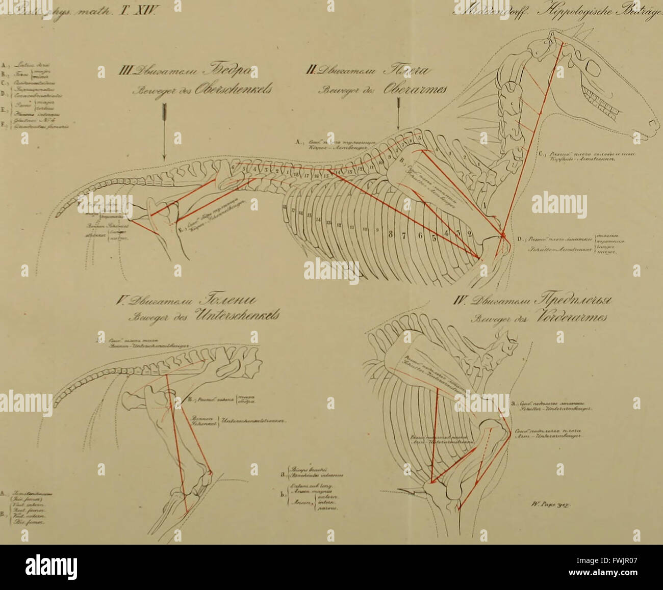 A 1854 bulletin from the Physical-Mathematical Class of the Imperial ...