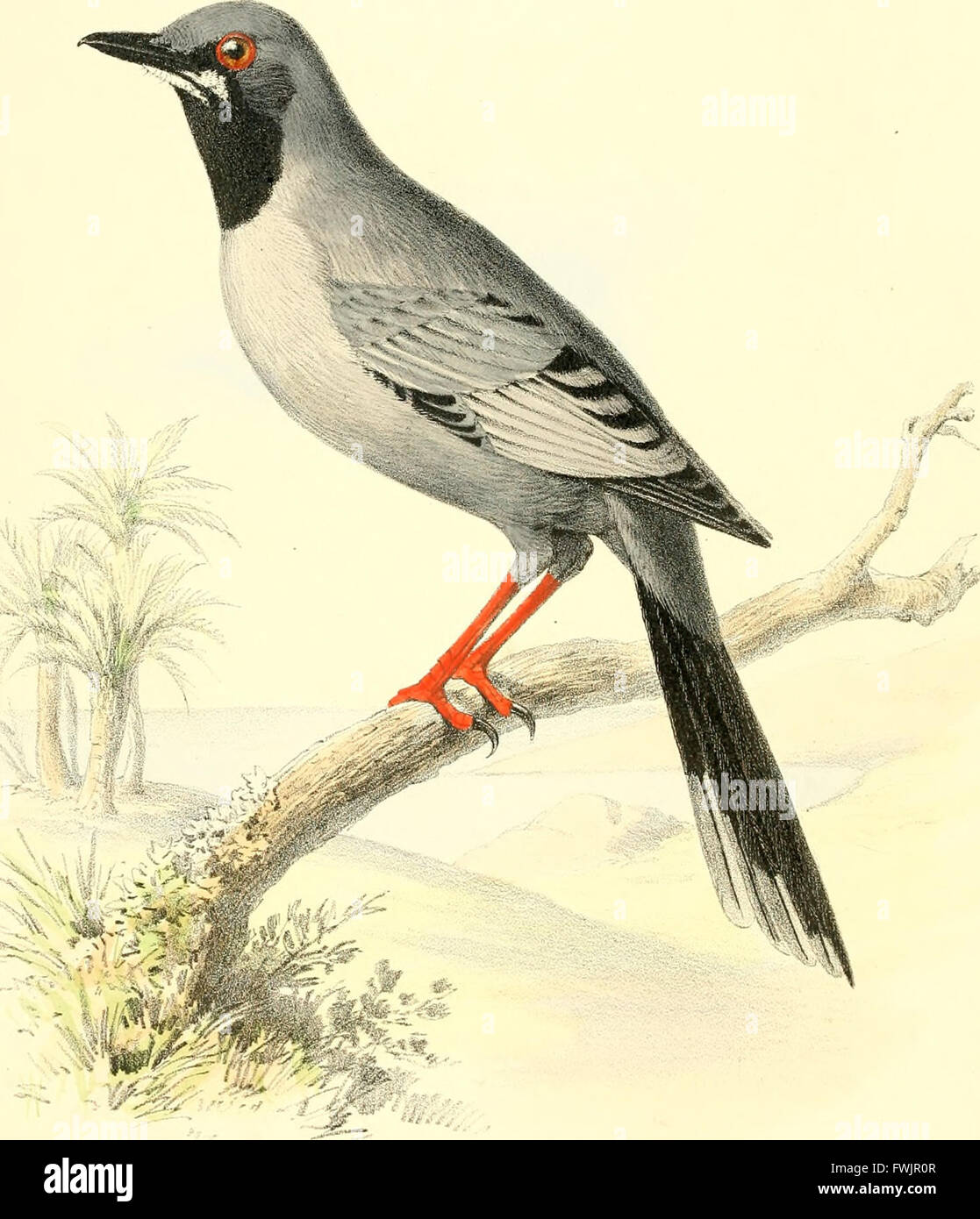 This work focuses on the bird species of the Bahama Islands ...