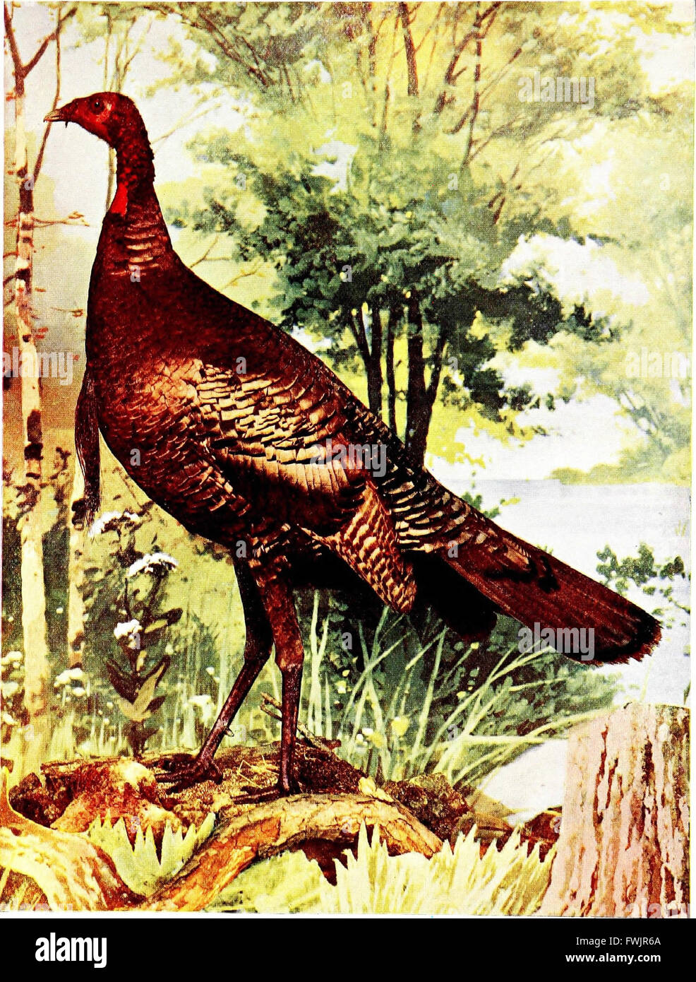 'Birds That Hunt and Are Hunted' presents life histories of 170 species ...