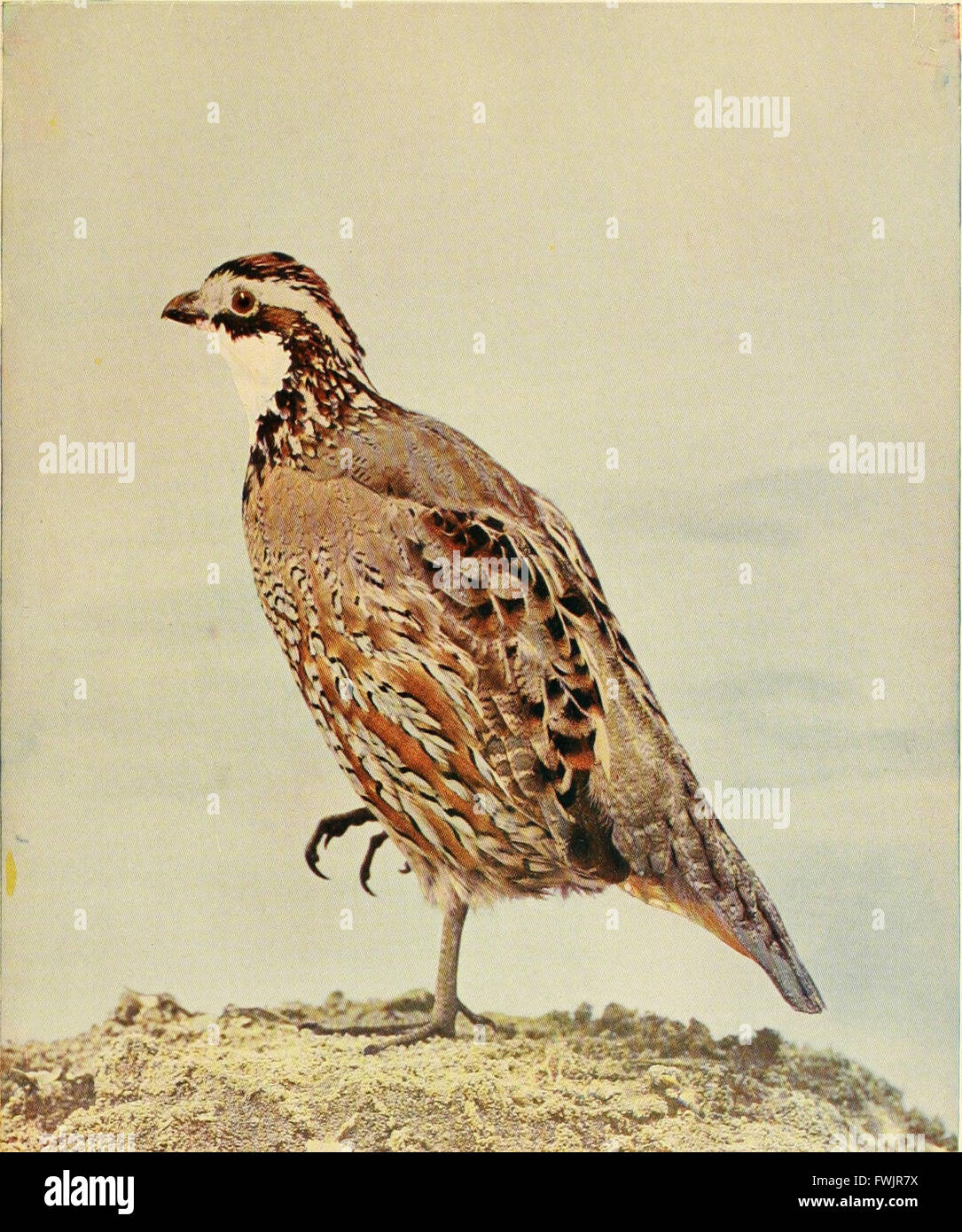 'Birds That Hunt and Are Hunted' (1902) presents life histories of 170 ...