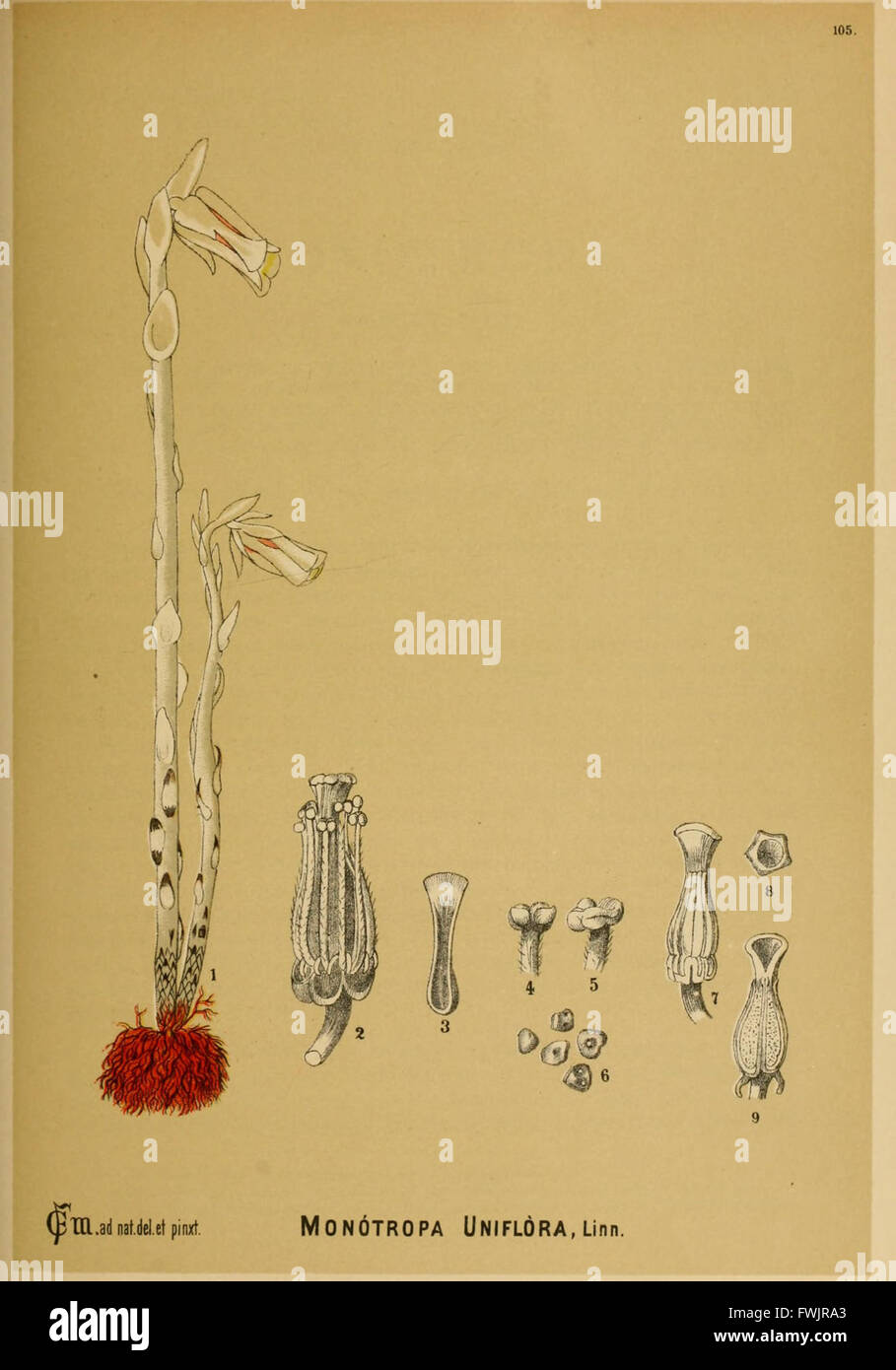 Plate 105 from 'American Medicinal Plants' depicts various native ...