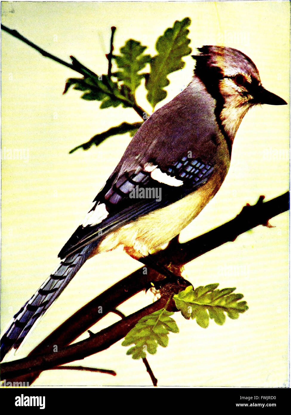 This book provides an introduction to 150 bird species commonly found ...