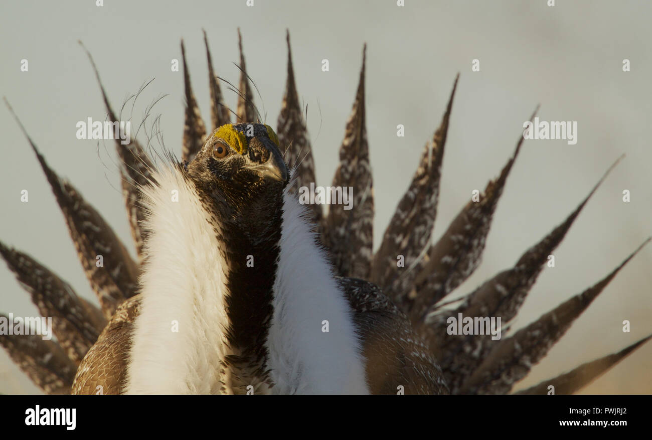 Male Greater Sage-grouse performing his mating display on breeding ...