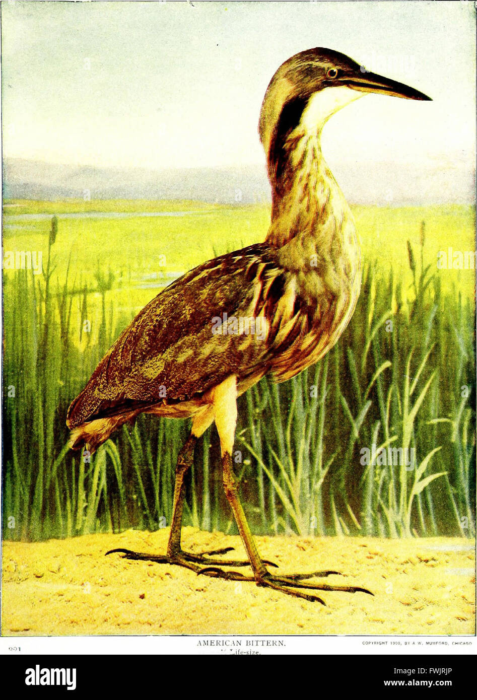 Bird studies for home and school hi-res stock photography and images ...