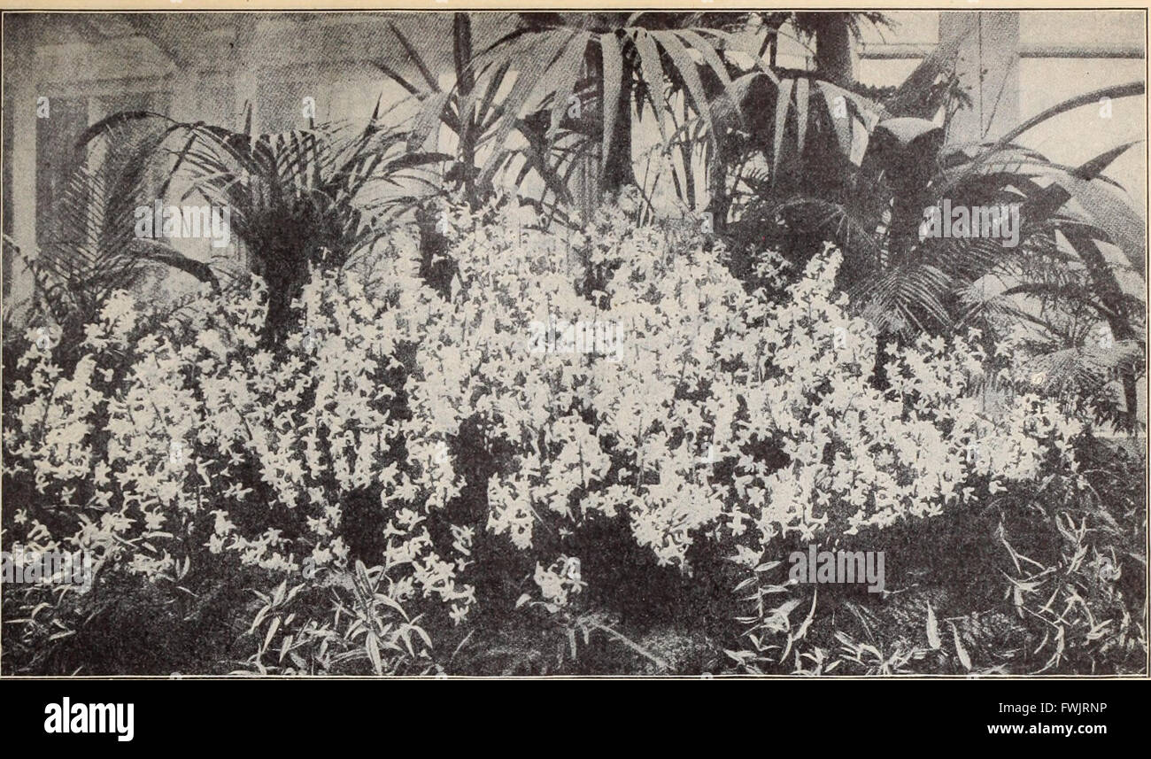 Arthur T. Boddington's catalog offers a variety of high-quality bulbs ...