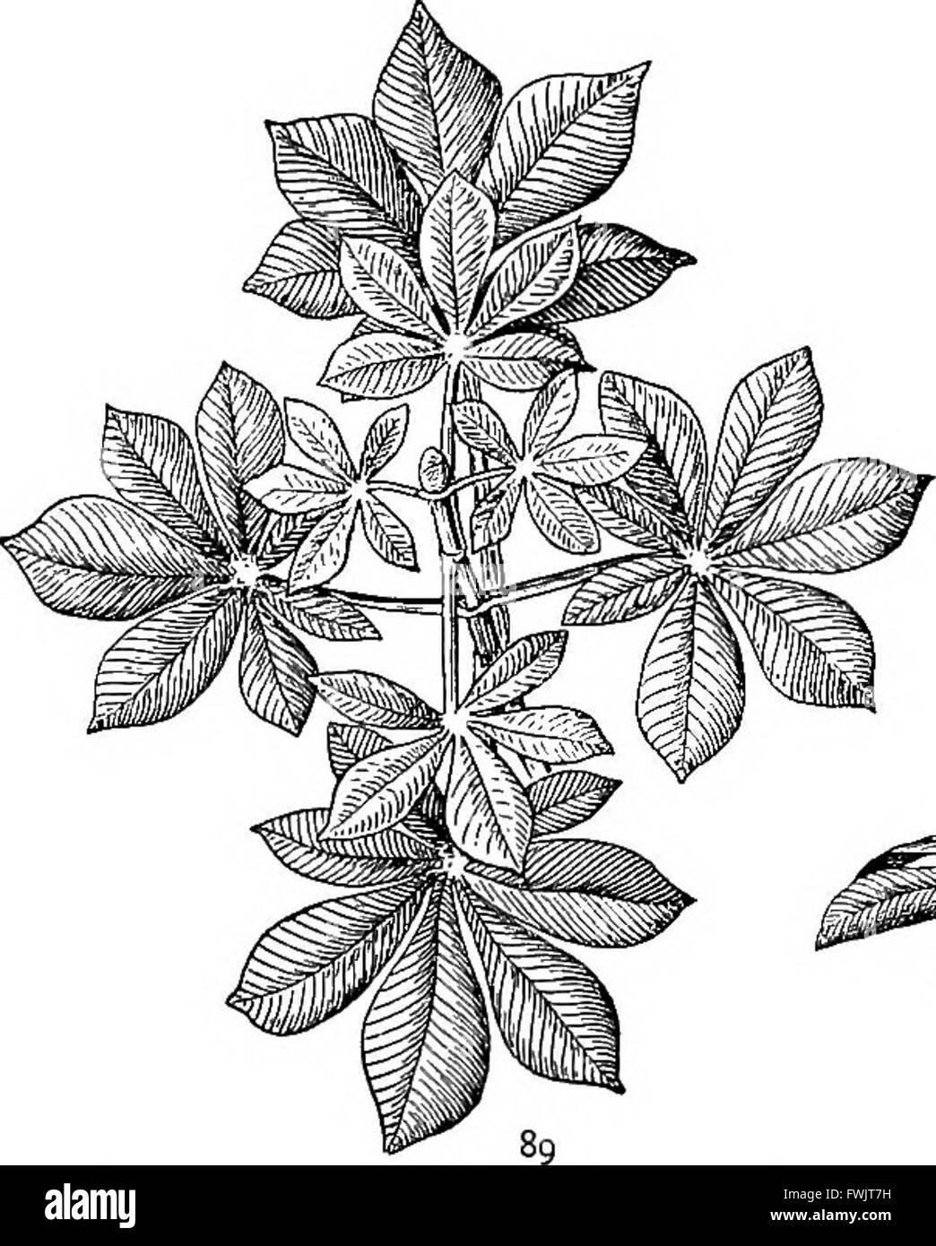 This 1903 textbook provides a comprehensive introduction to botany ...