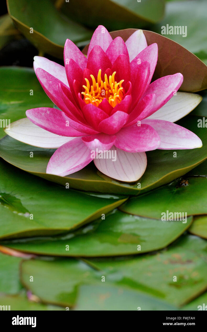 Pink water lily (Nymphaea), North Rhine-Westphalia, Germany Stock Photo ...