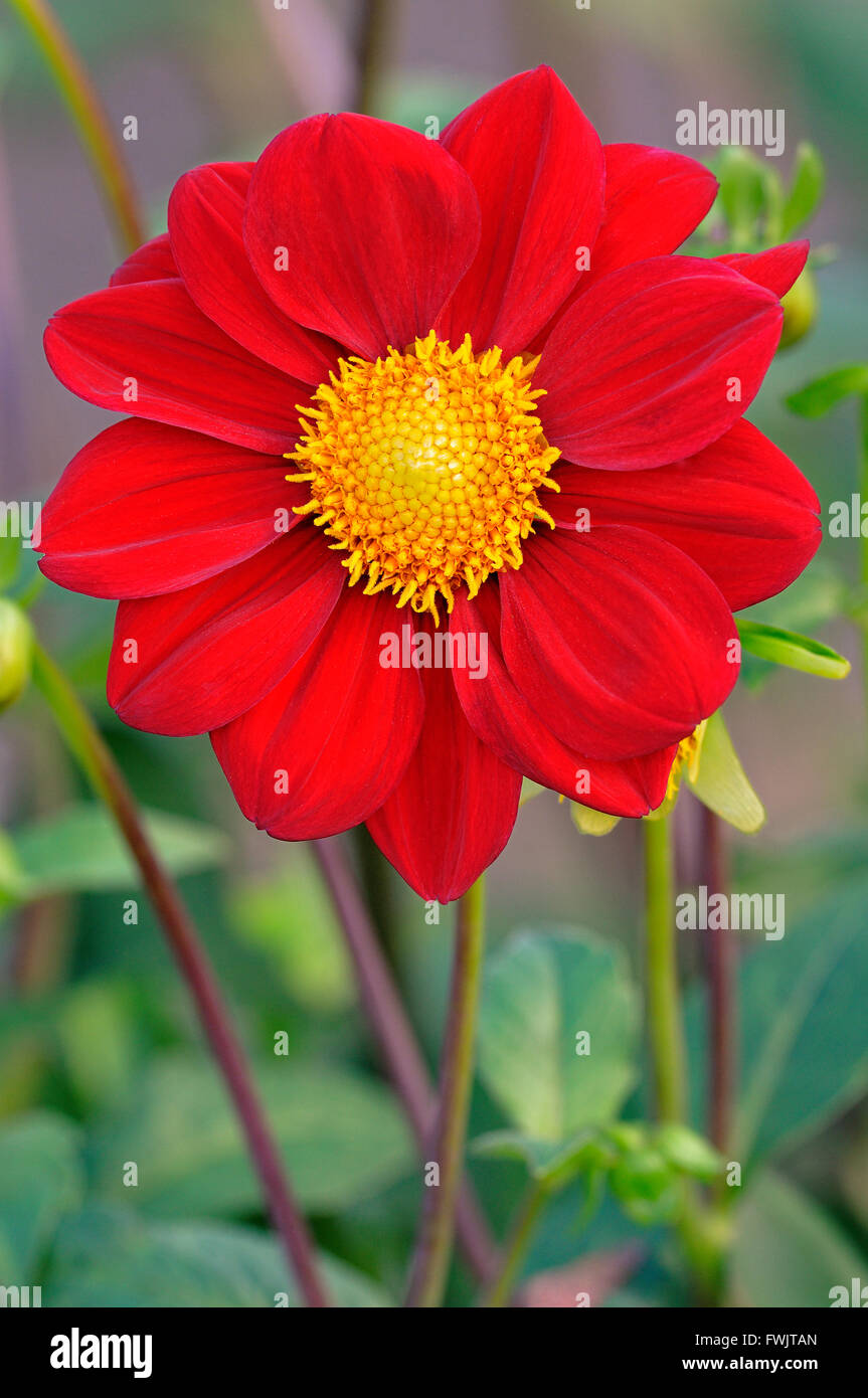 Red dahlie (Dahlia), variety Firewheel, single-flowered dahlia, North ...