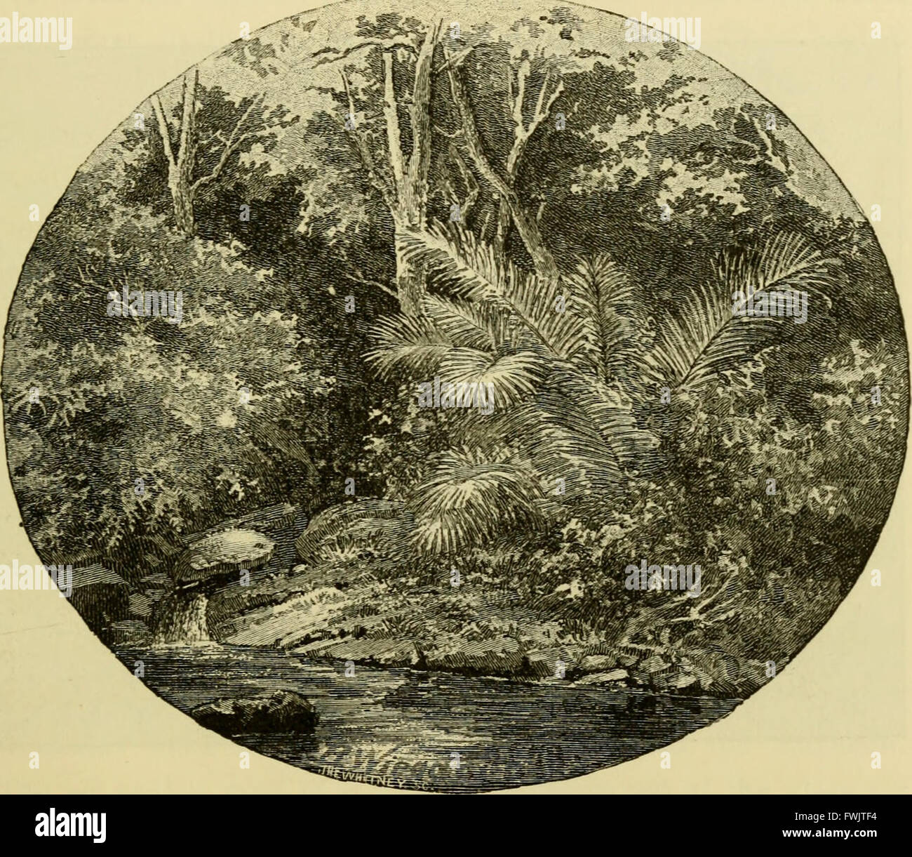 In 'Brazil, the Amazons and the Coast' (1879), the author details the ...