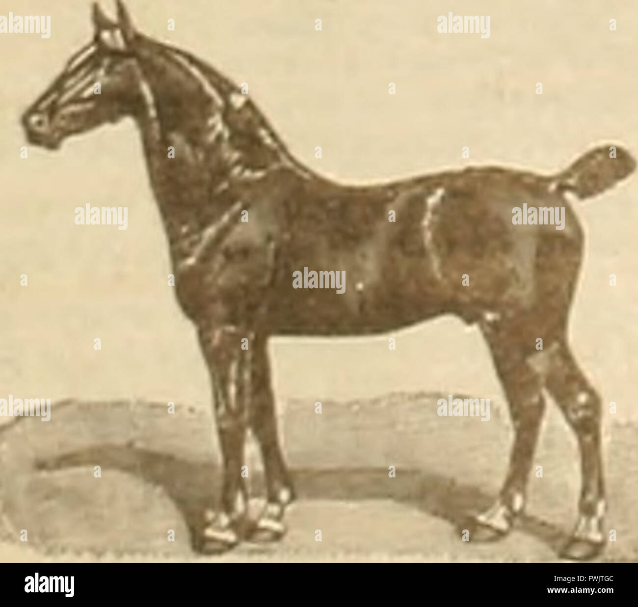 Breeder and sportsman (1905 Stock Photo - Alamy