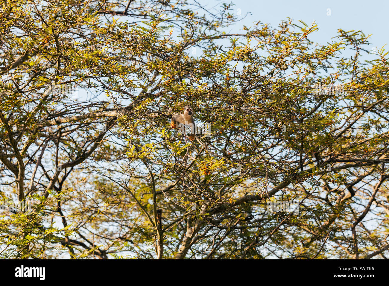 Monkey jumping hi-res stock photography and images - Alamy