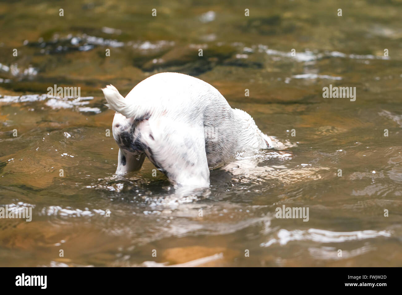 Recreational scuba diving hi-res stock photography and images - Alamy