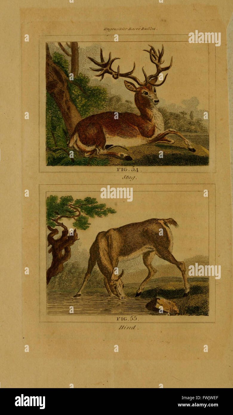 'Buffon's Natural History' offers detailed illustrations and ...